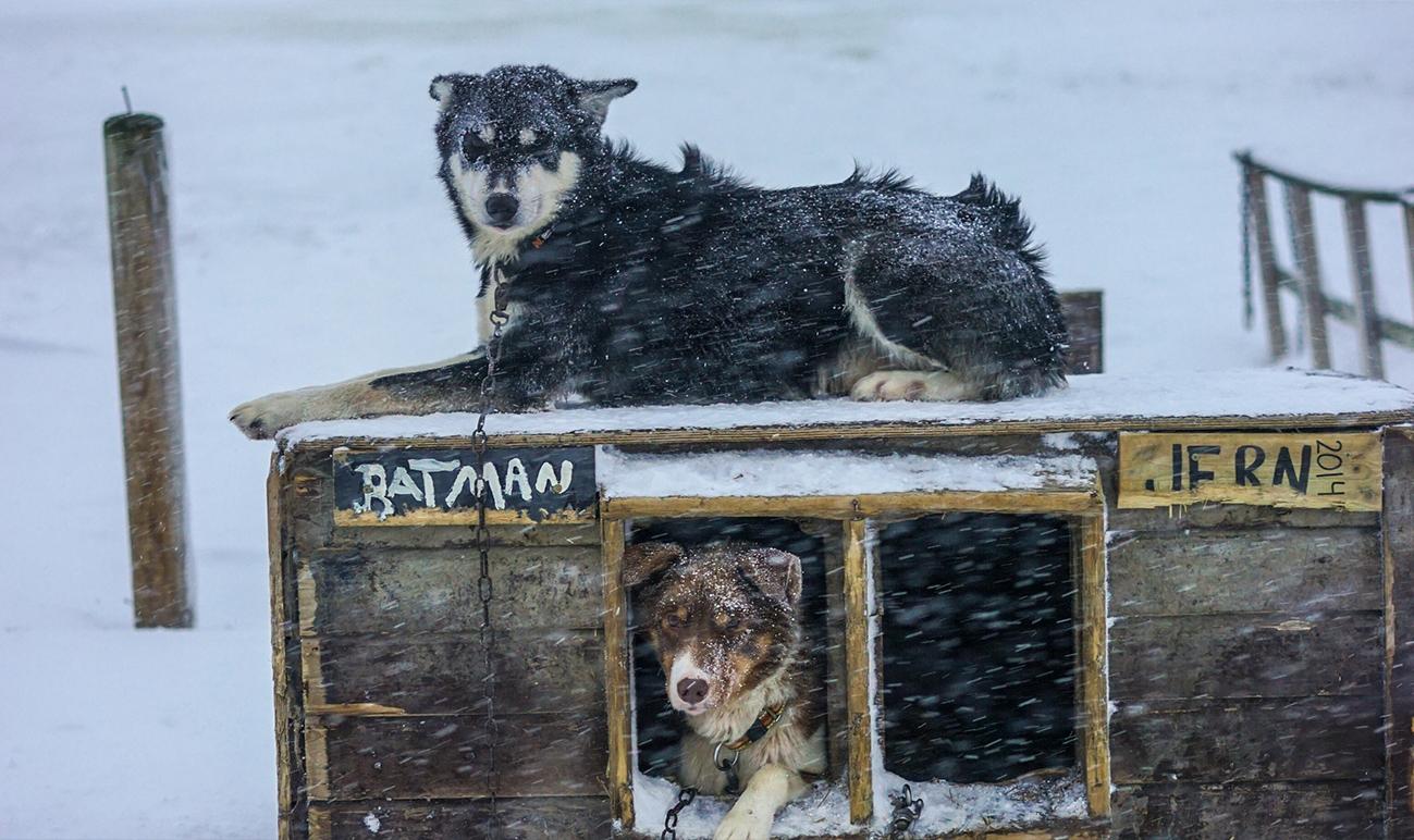 From 2 dogs to 200 dogs - Villmarksenter