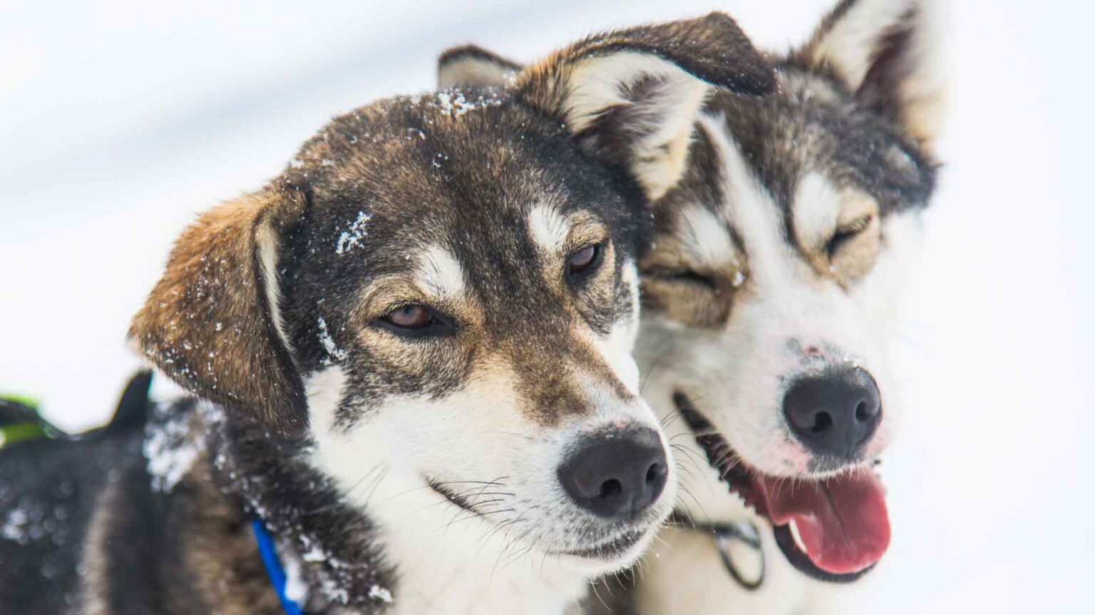 “So which one is the real husky?” Unveiling the mystery of Alaskan ...