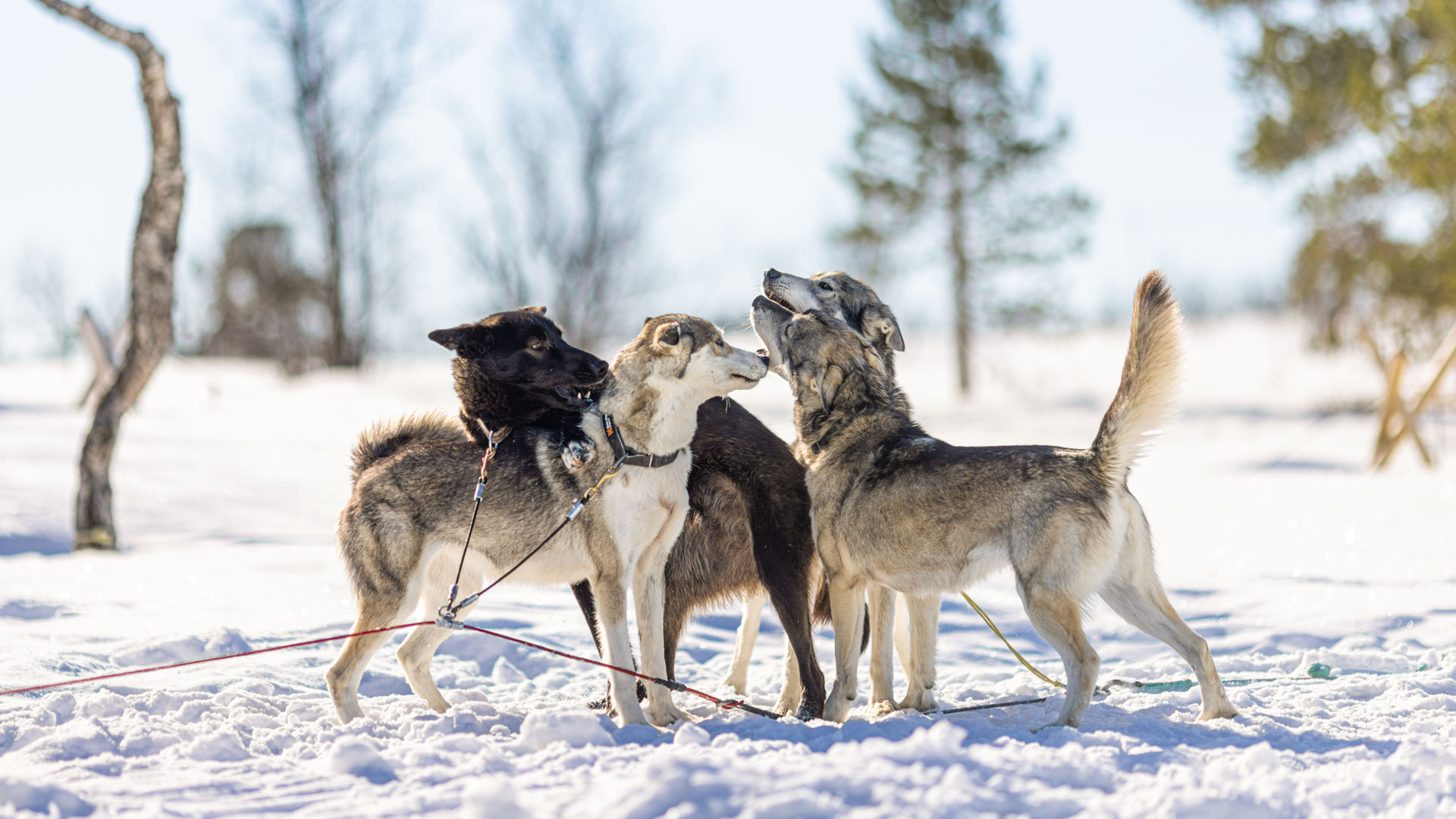 Blog - Villmarksenter